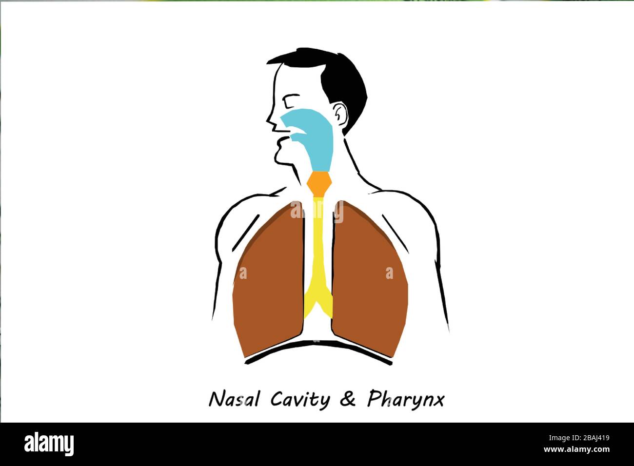 Cavity lung Stock Vector Images - Alamy