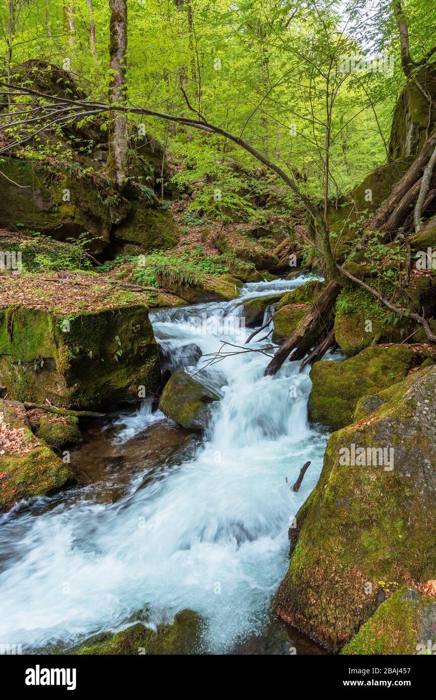 rapid water flow among the forest. trees in fresh green foliage ...
