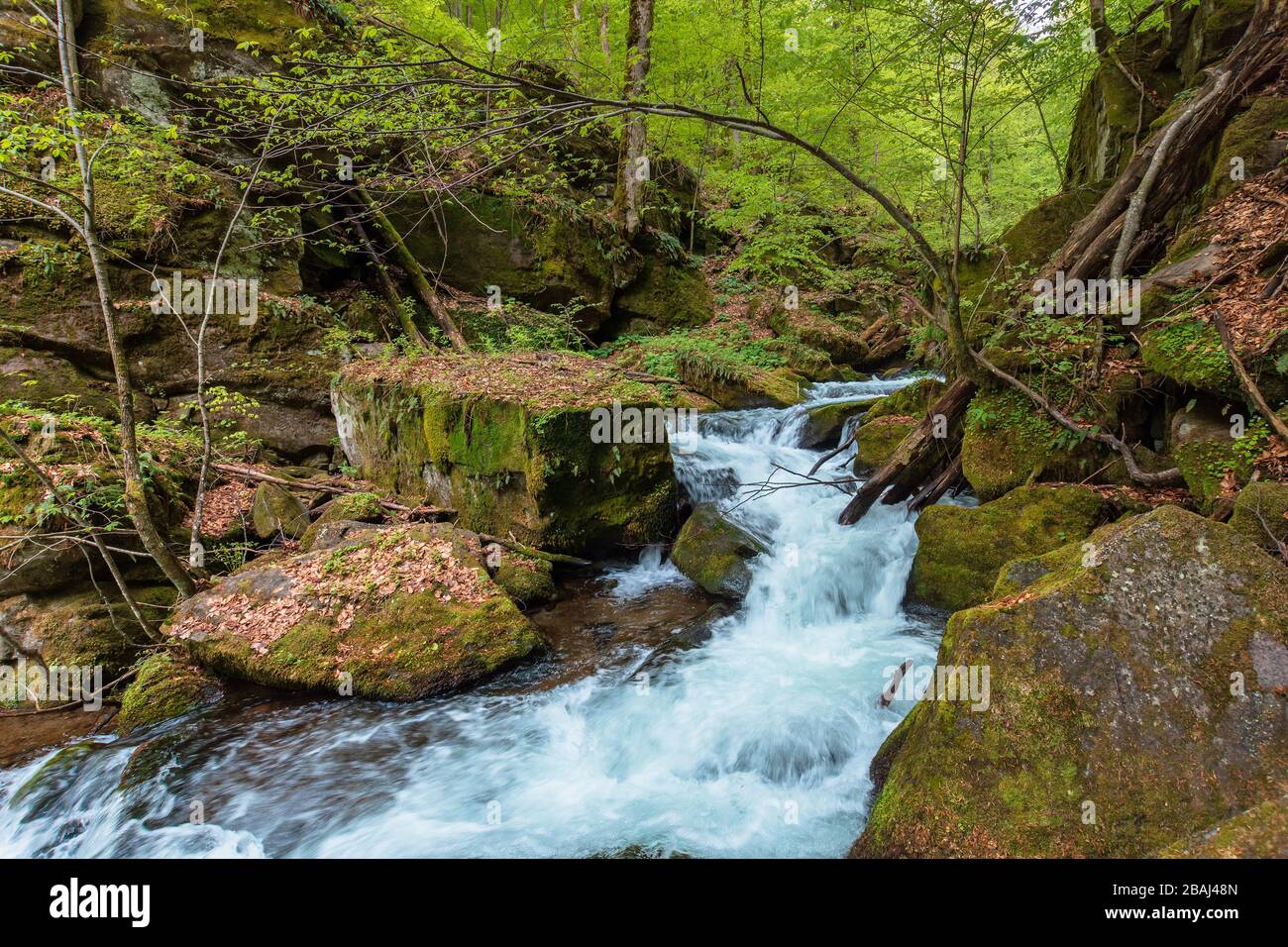 rapid water flow among the forest. trees in fresh green foliage ...