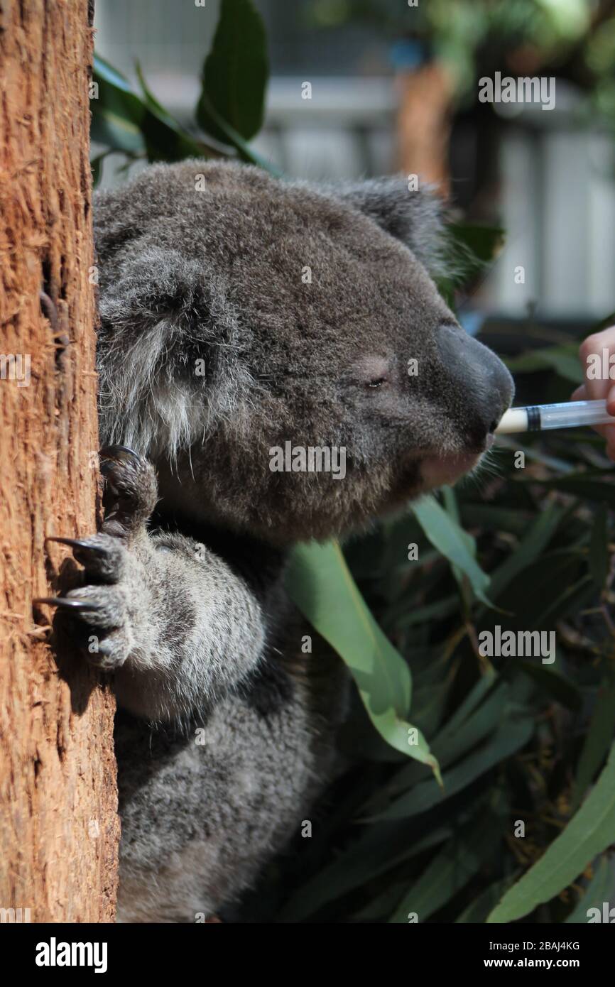 Koala feet australia hi-res stock photography and images - Alamy