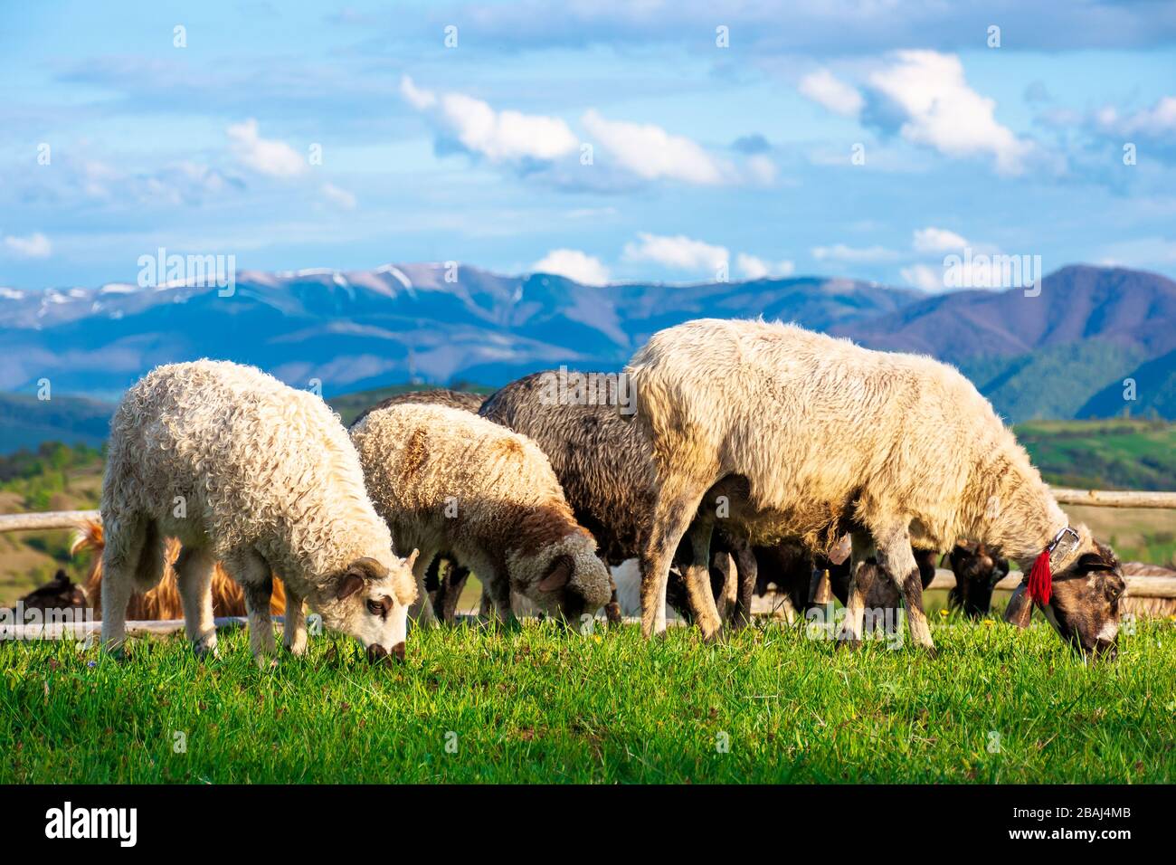 Sheep in distant hi-res stock photography and images - Alamy