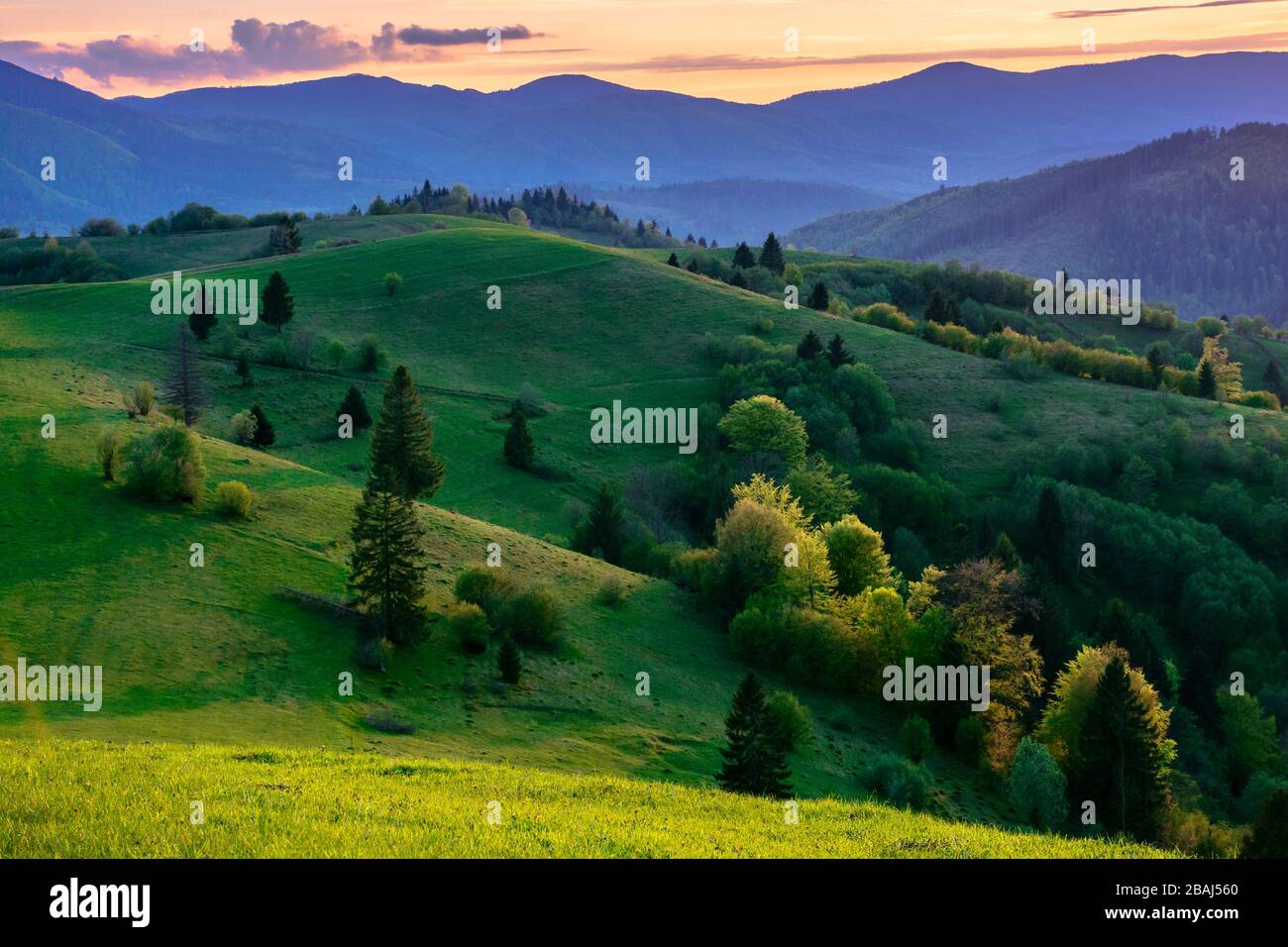 mountainous countryside in springtime at dusk. trees on the rolling ...