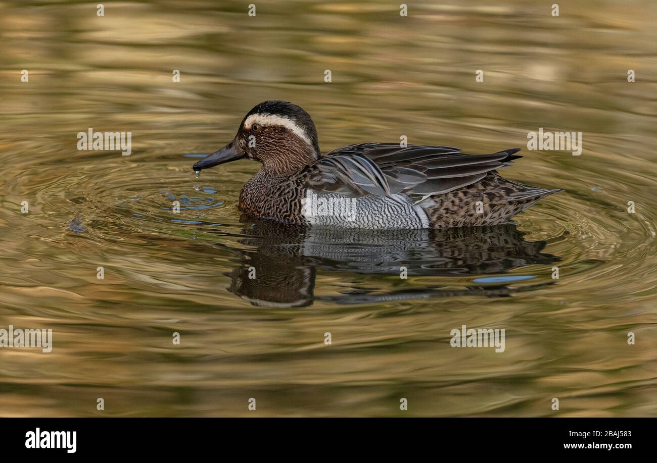 Male Garganey, Spatula querquedula, on lake; rare breeding bird in UK ...
