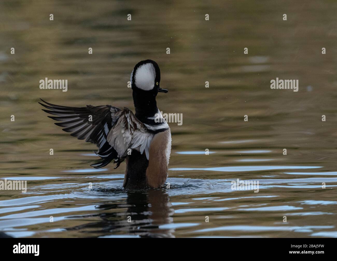 Male Hooded Merganser, Lophodytes cucullatus, washing and preening on ...