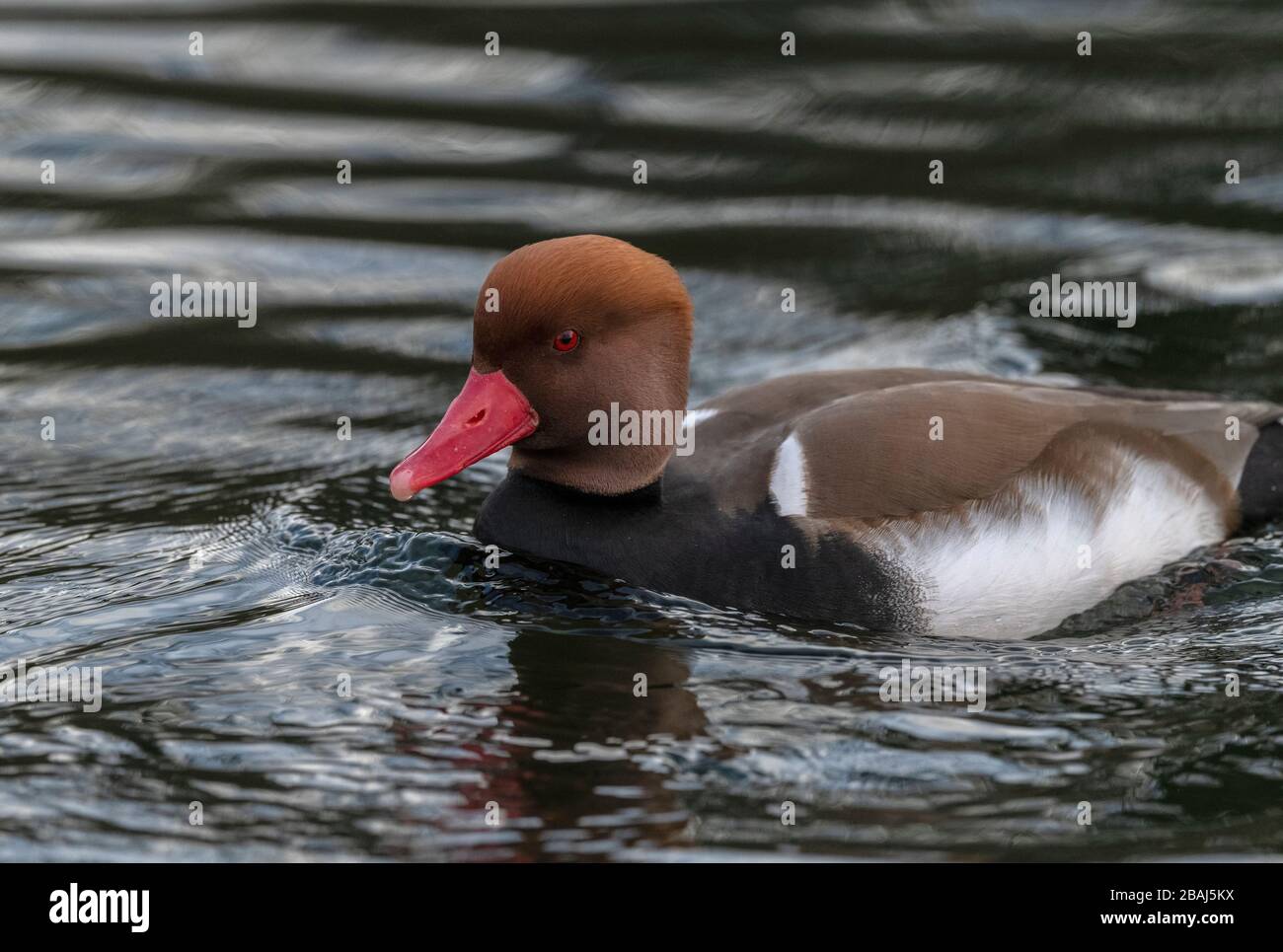 Red-crested pochard, Netta rufina, on lake, in winter Stock Photo - Alamy