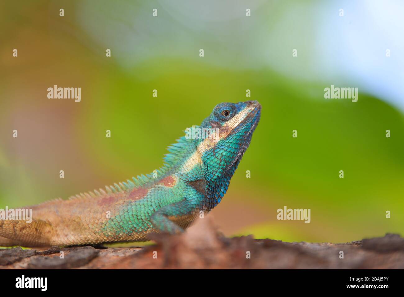 Blue crested lizard hi-res stock photography and images - Alamy