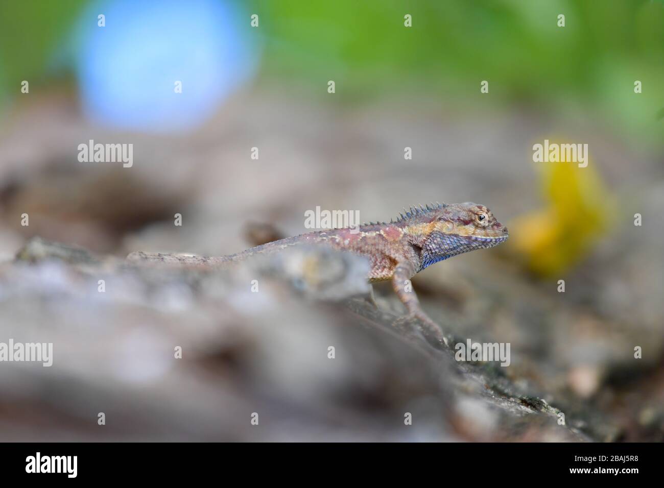 Lizard (Blue-crested Lizard) on the tree in tropical rain forest Stock ...