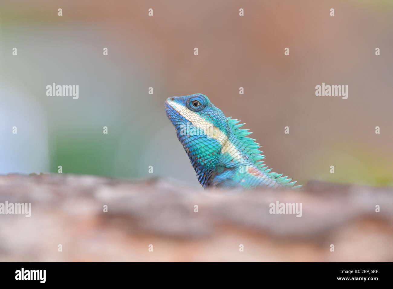 Blue crested lizard hi-res stock photography and images - Alamy