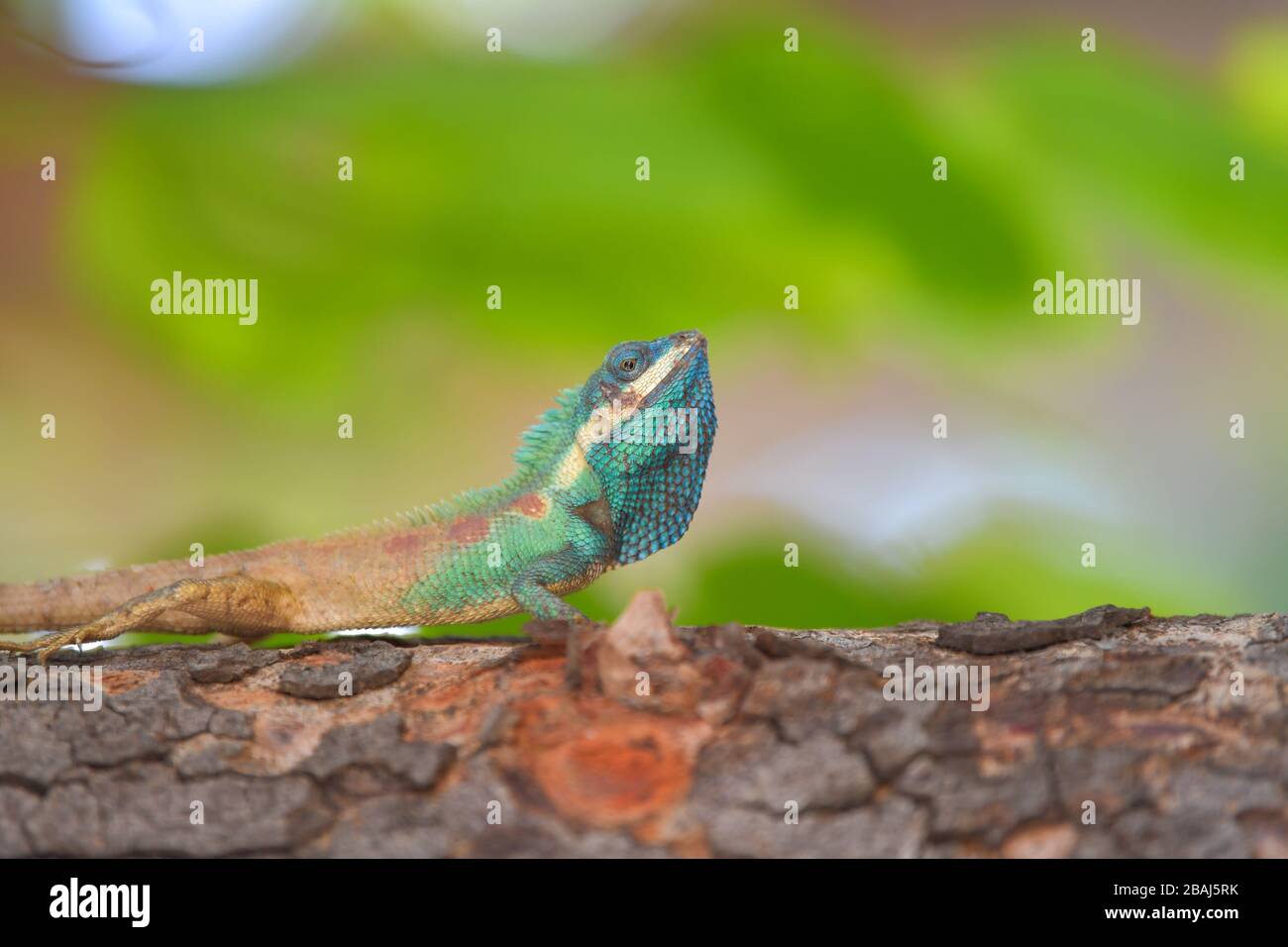 Blue crested lizard hi-res stock photography and images - Alamy