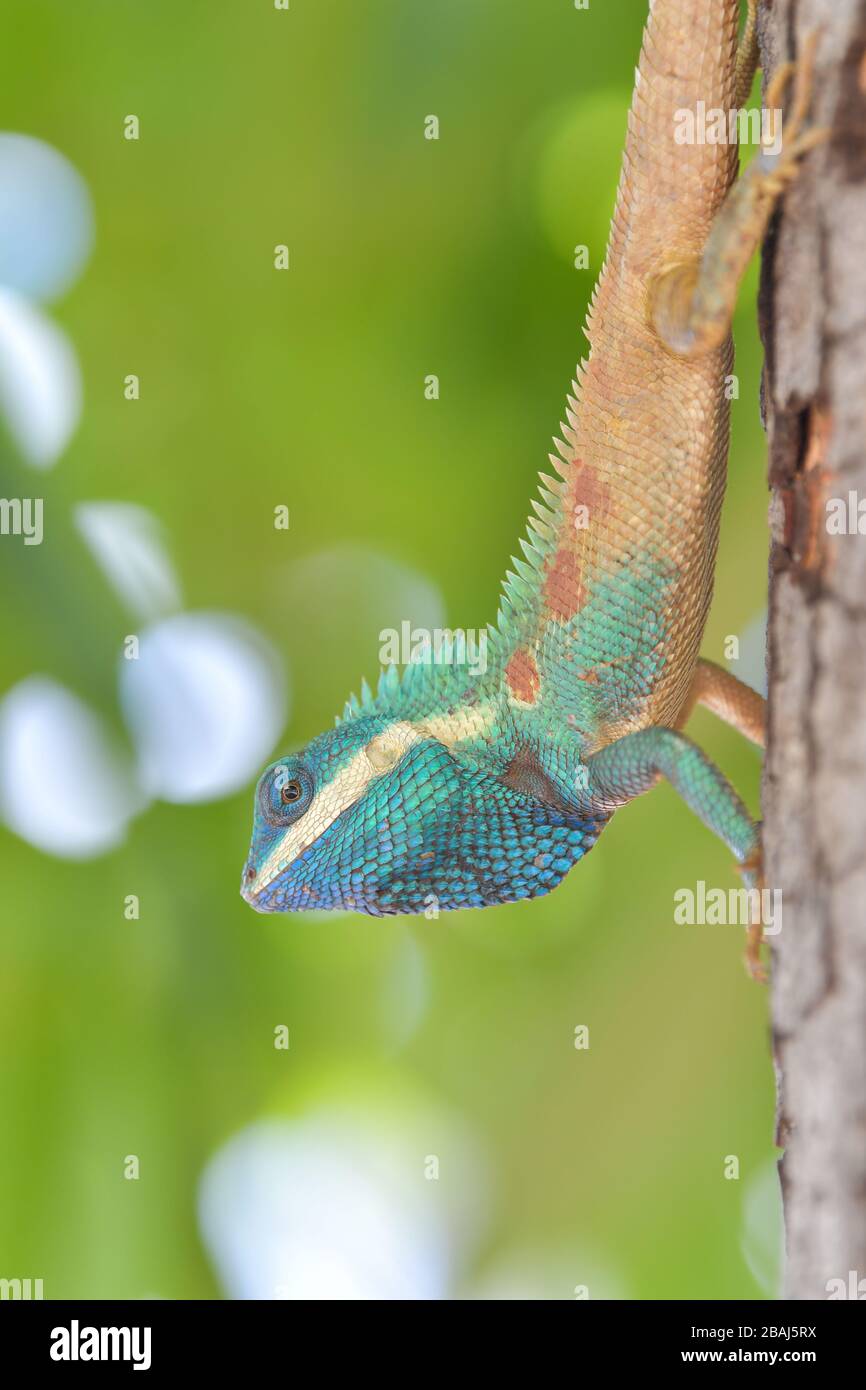 Flying lizard in camouflage hi-res stock photography and images - Alamy