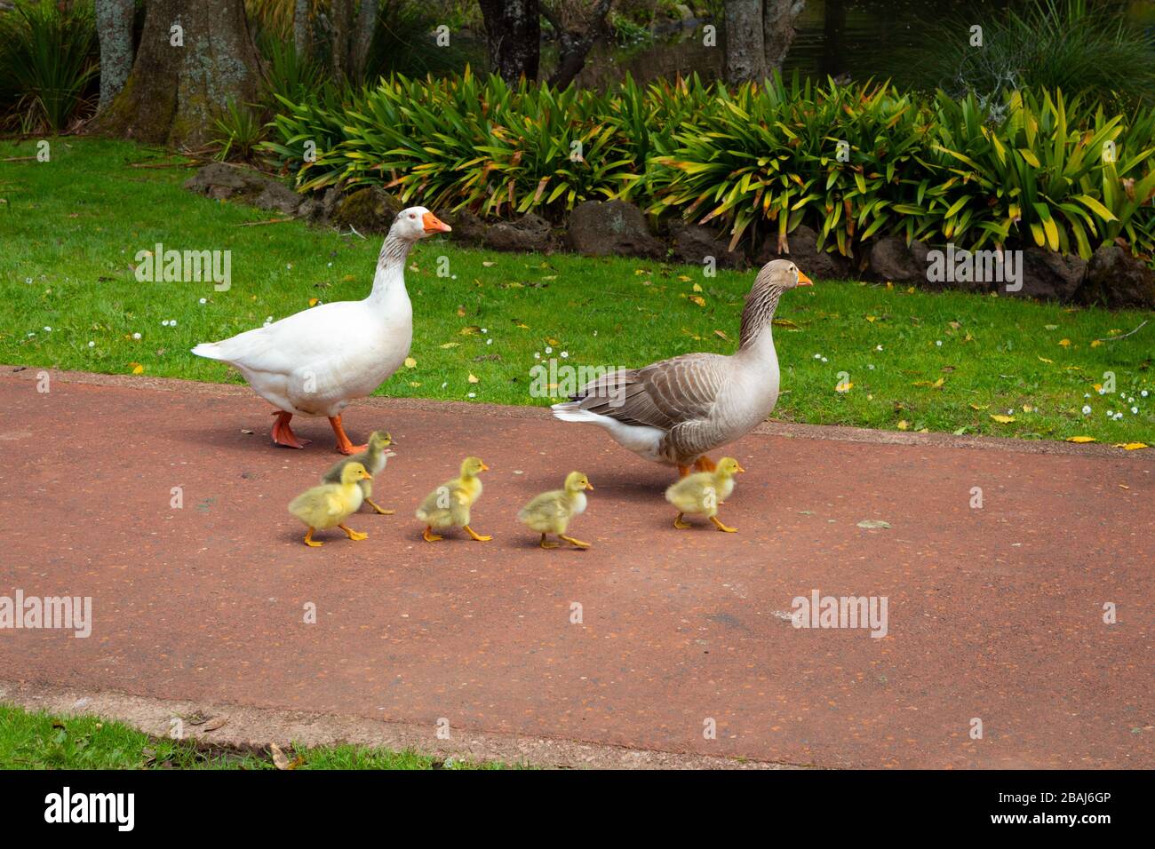 Family of geese crossing a street in Auckland Domain, north island, New ...