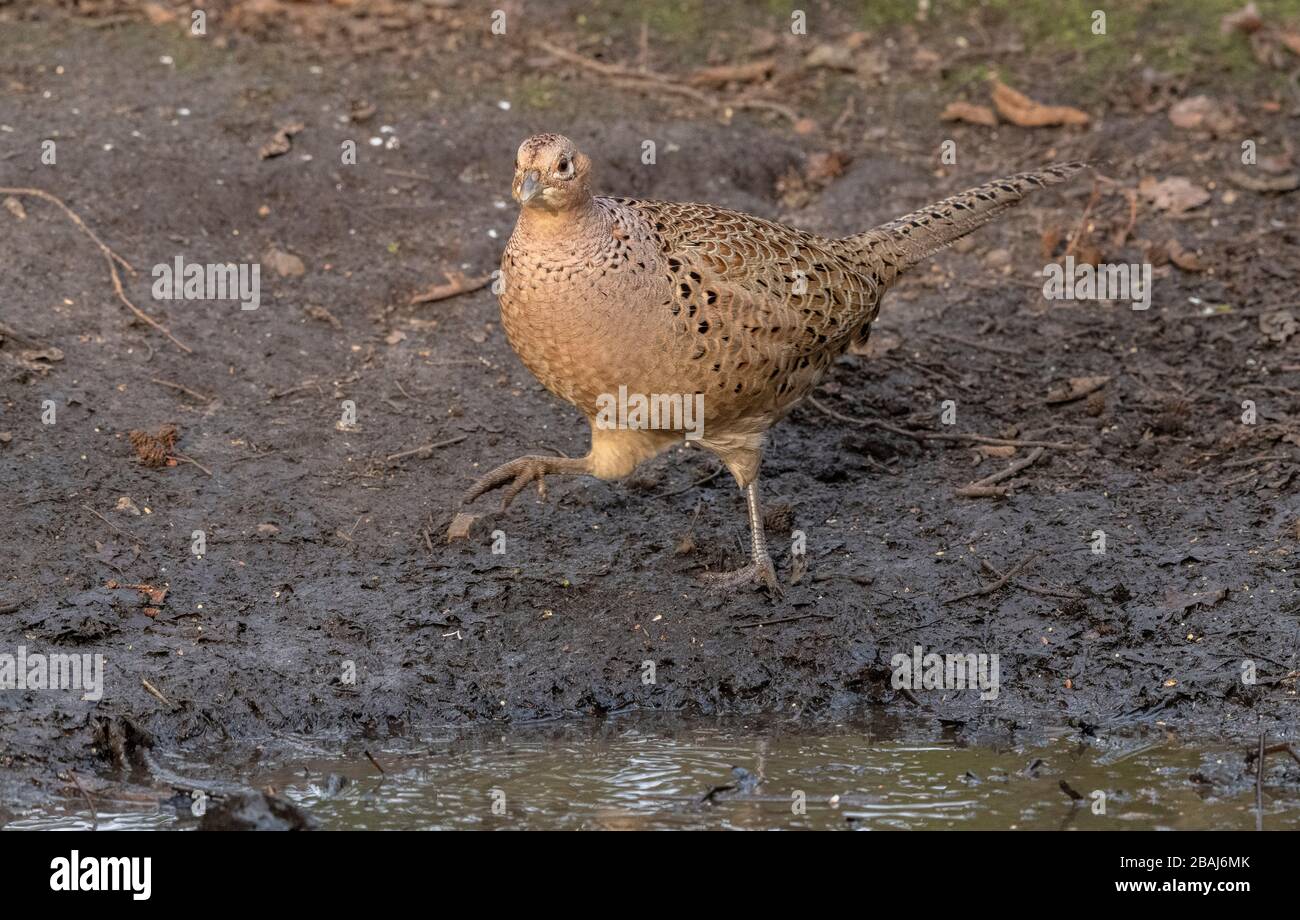 Young female Common pheasant, Phasianus colchicus, drinking at woodland ...