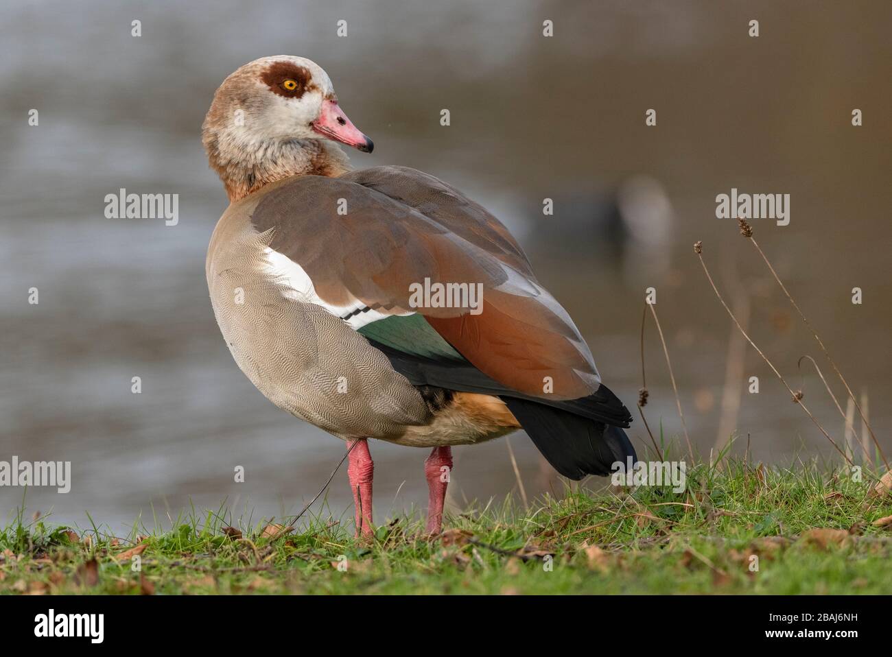 Egyptian goose plumage hi-res stock photography and images - Alamy