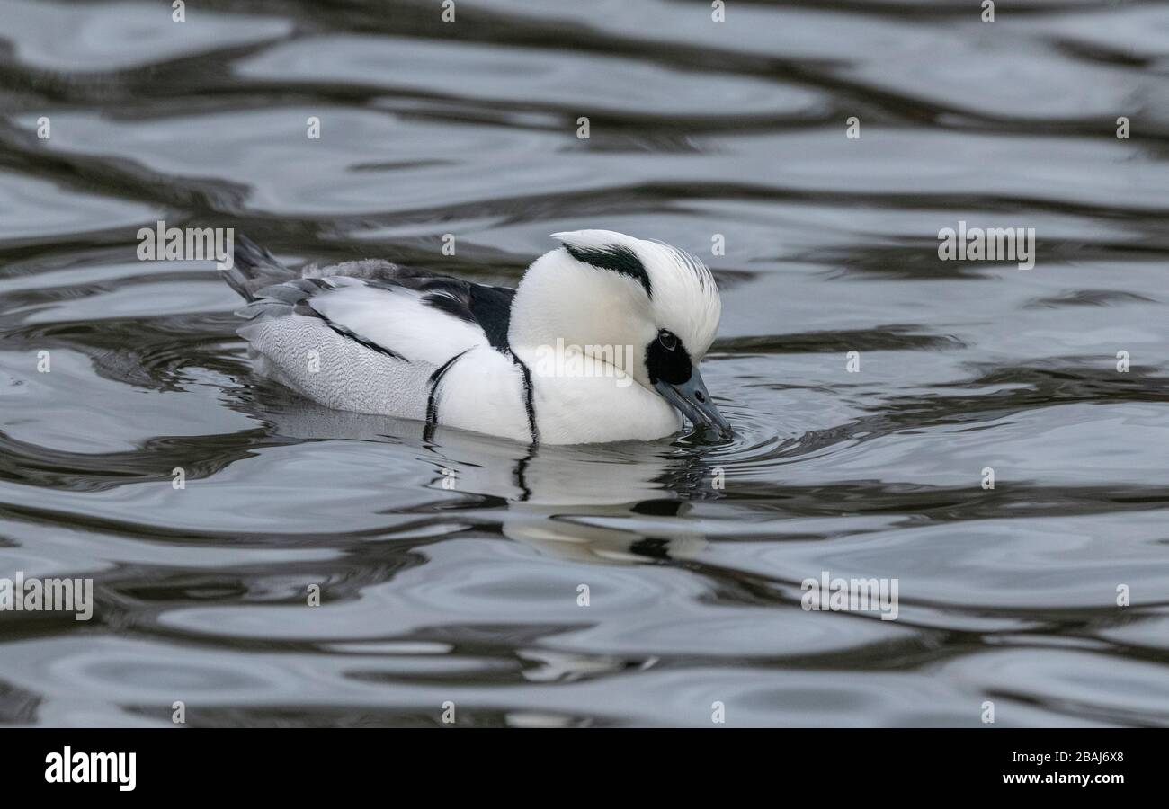 Male Smew, Mergellus albellus, on lake in winter Stock Photo - Alamy