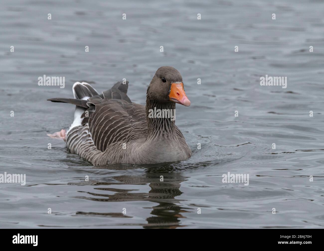 Greylag goose, Anser anser, swimming on lake in winter; ancestor of ...