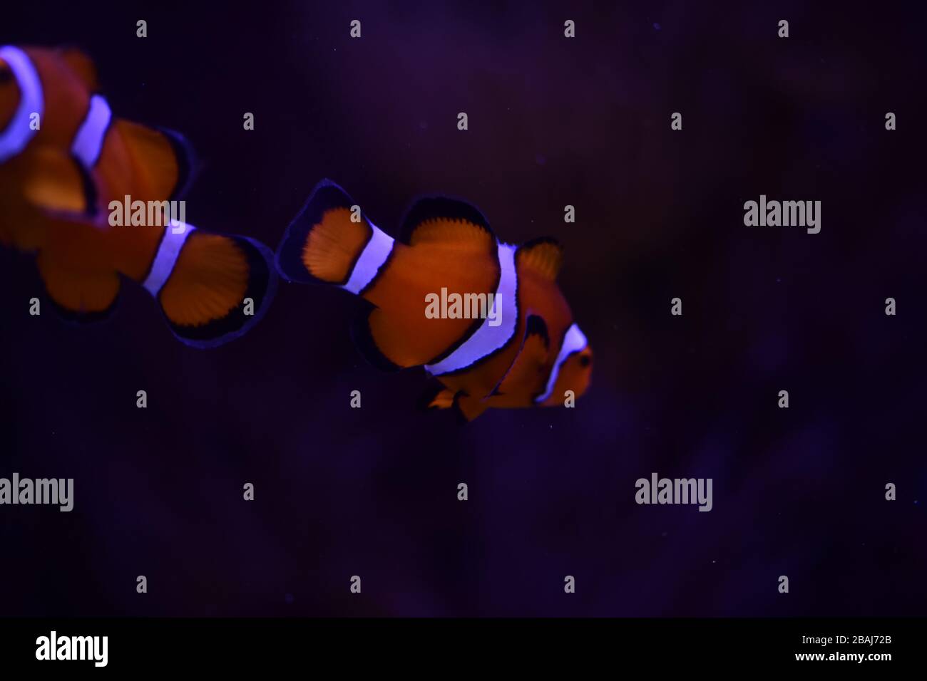 Ocellaris clownfish, Amphiprion ocellaris, also known as the false percula clownfish or common ...
