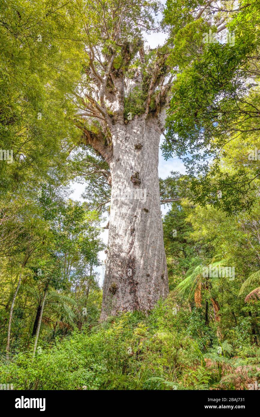 Tane Mahuta, also called Lord ot God of the Forest, is a giant kauri ...