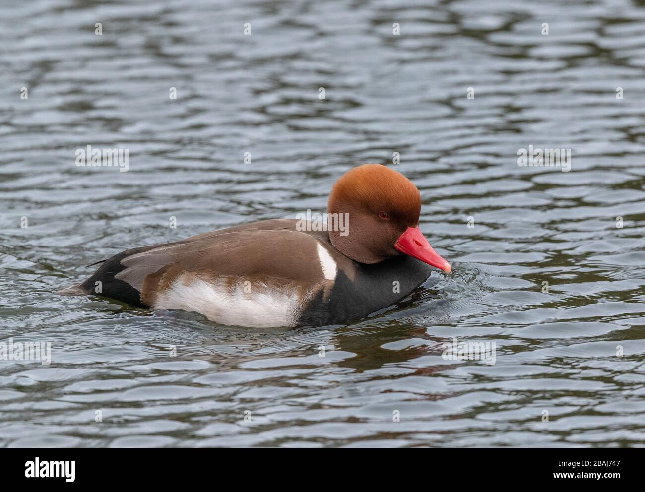 Male Red-crested pochard, Netta rufina, on lake, in winter plumage ...