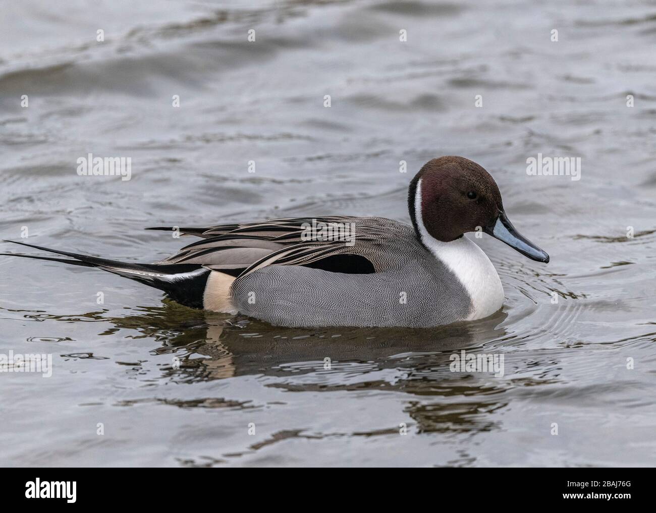 Northern pintail duck male hi-res stock photography and images - Alamy