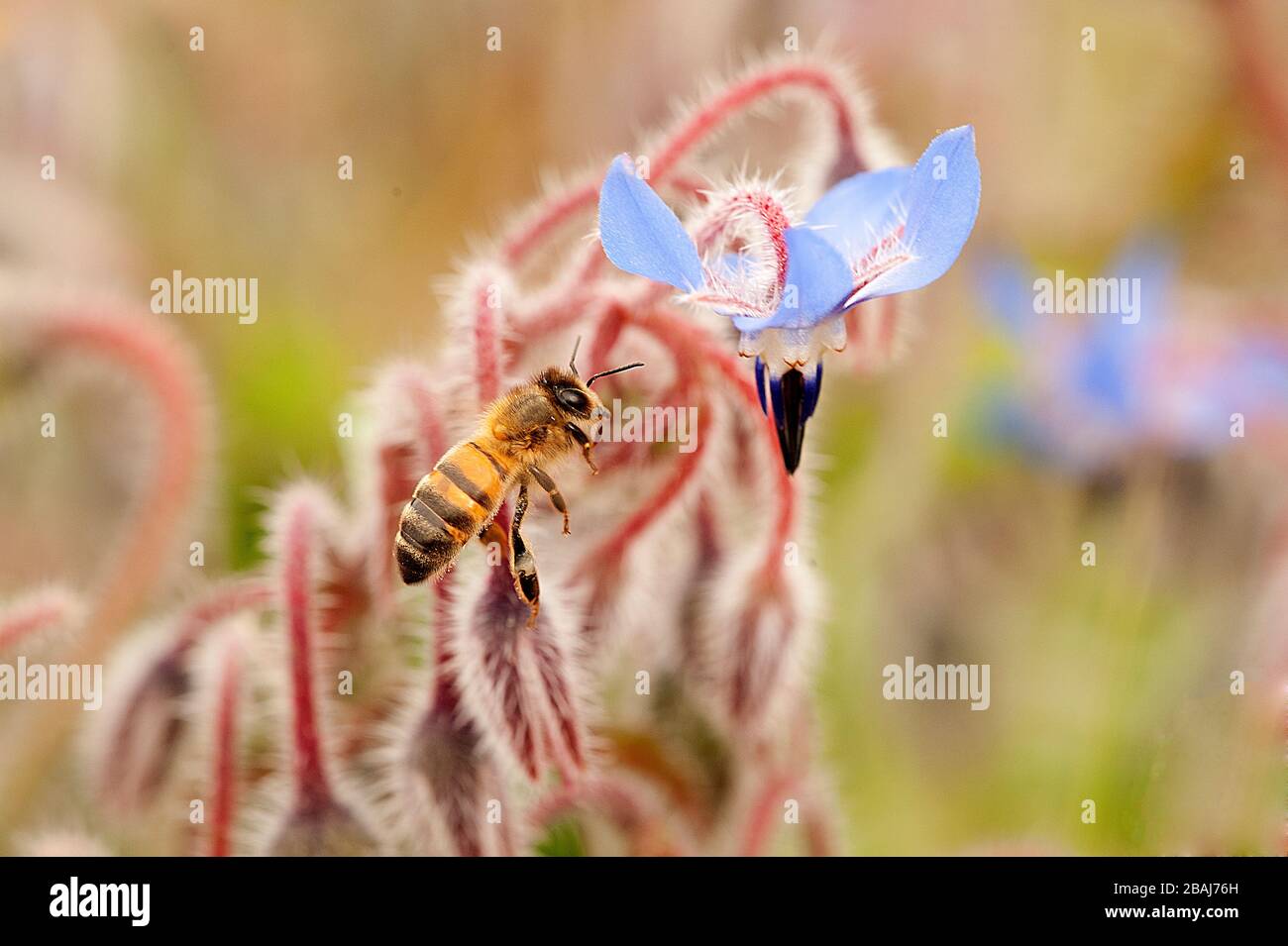 flying bee pollinating a blue flower in summer Stock Photo - Alamy