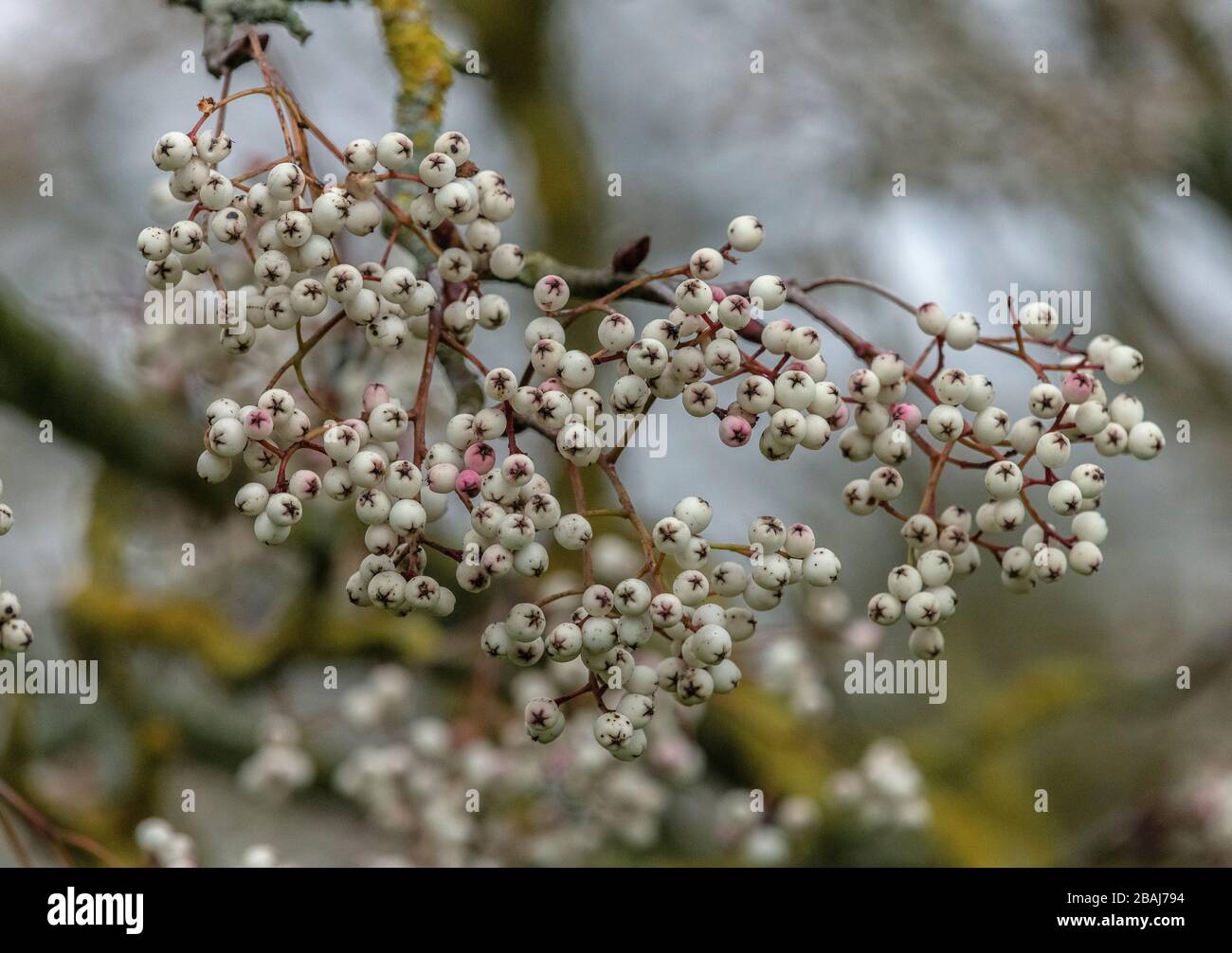 The white berries of Sorbus hupehensis, Hupeh rowan, Hubei rowan, in ...