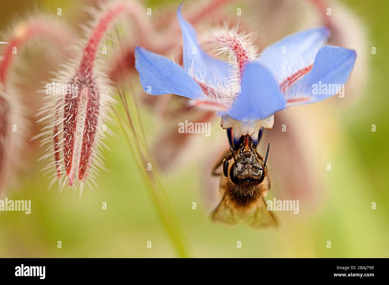flying bee pollinating a blue flower in summer Stock Photo - Alamy