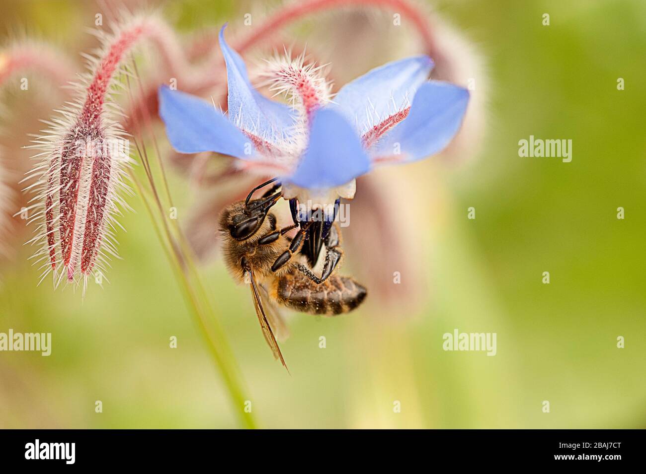 flying bee pollinating a blue flower in summer Stock Photo - Alamy