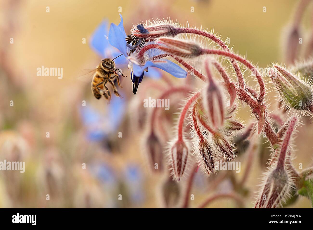 flying bee pollinating a blue flower in summer Stock Photo - Alamy