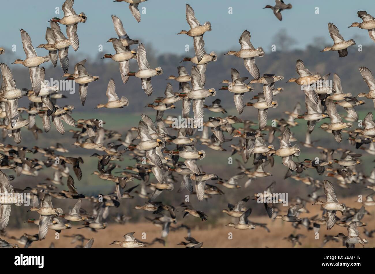 Flock of Teal, Anas crecca, in flight in winter, Somerset Levels Stock ...