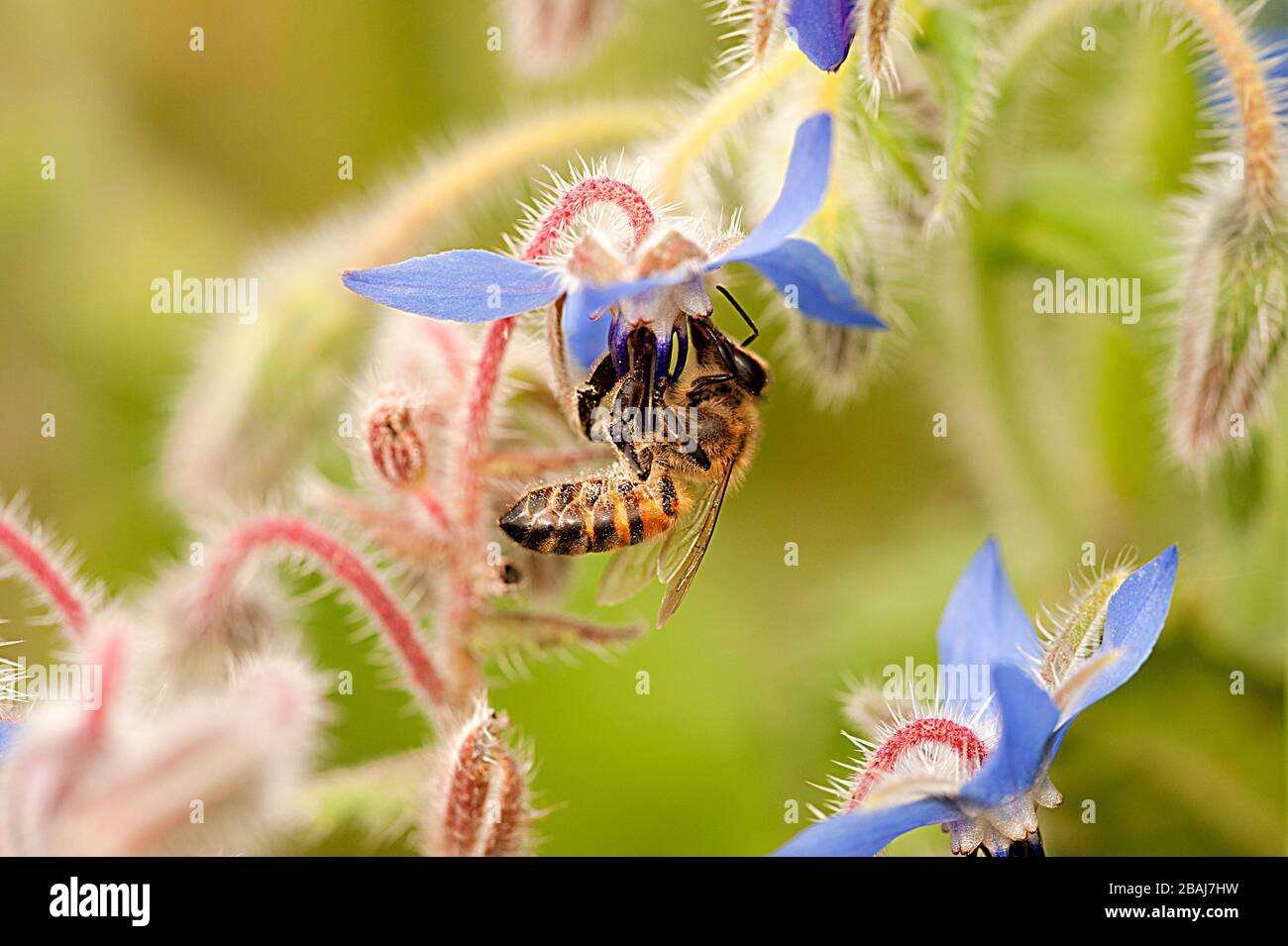 flying bee pollinating a blue flower in summer Stock Photo - Alamy