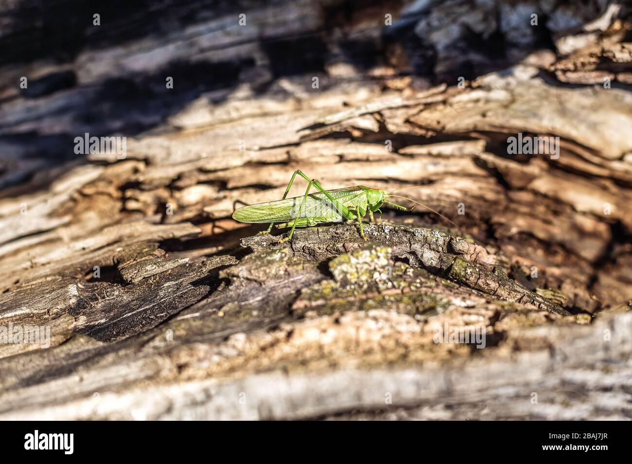 Green grasshopper common species hi-res stock photography and images ...