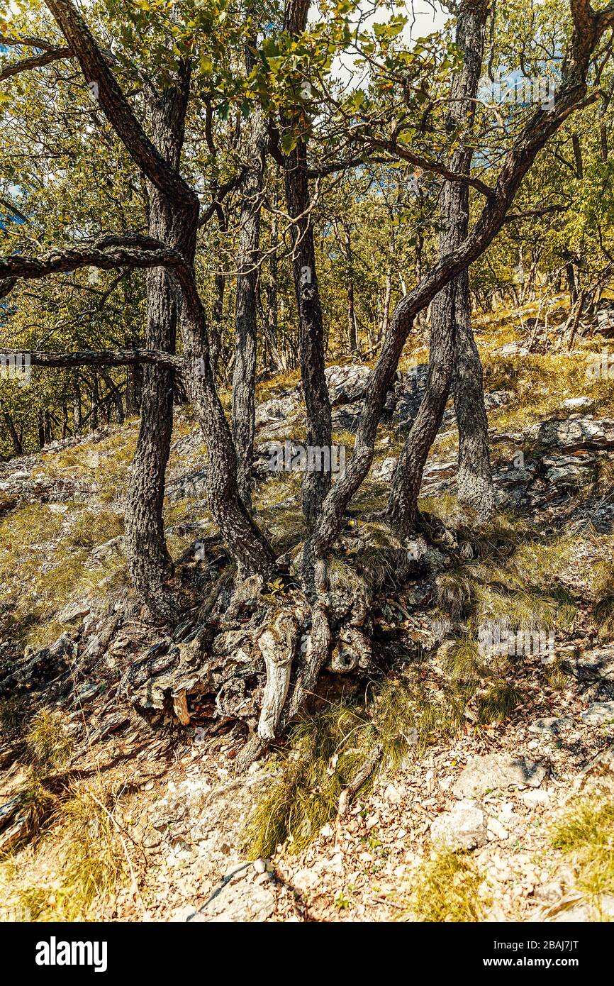 trunk of old tree, oak tree Stock Photo - Alamy