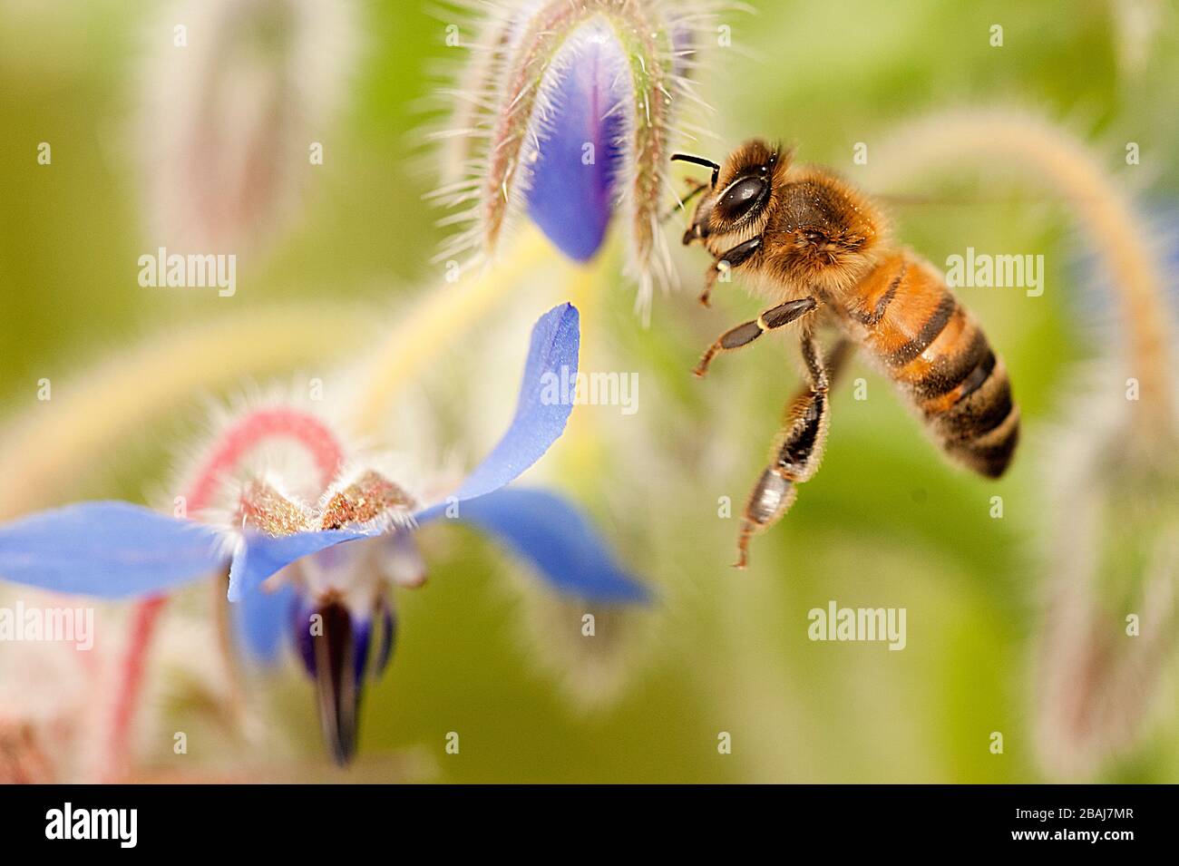 flying bee pollinating a blue flower in summer Stock Photo - Alamy