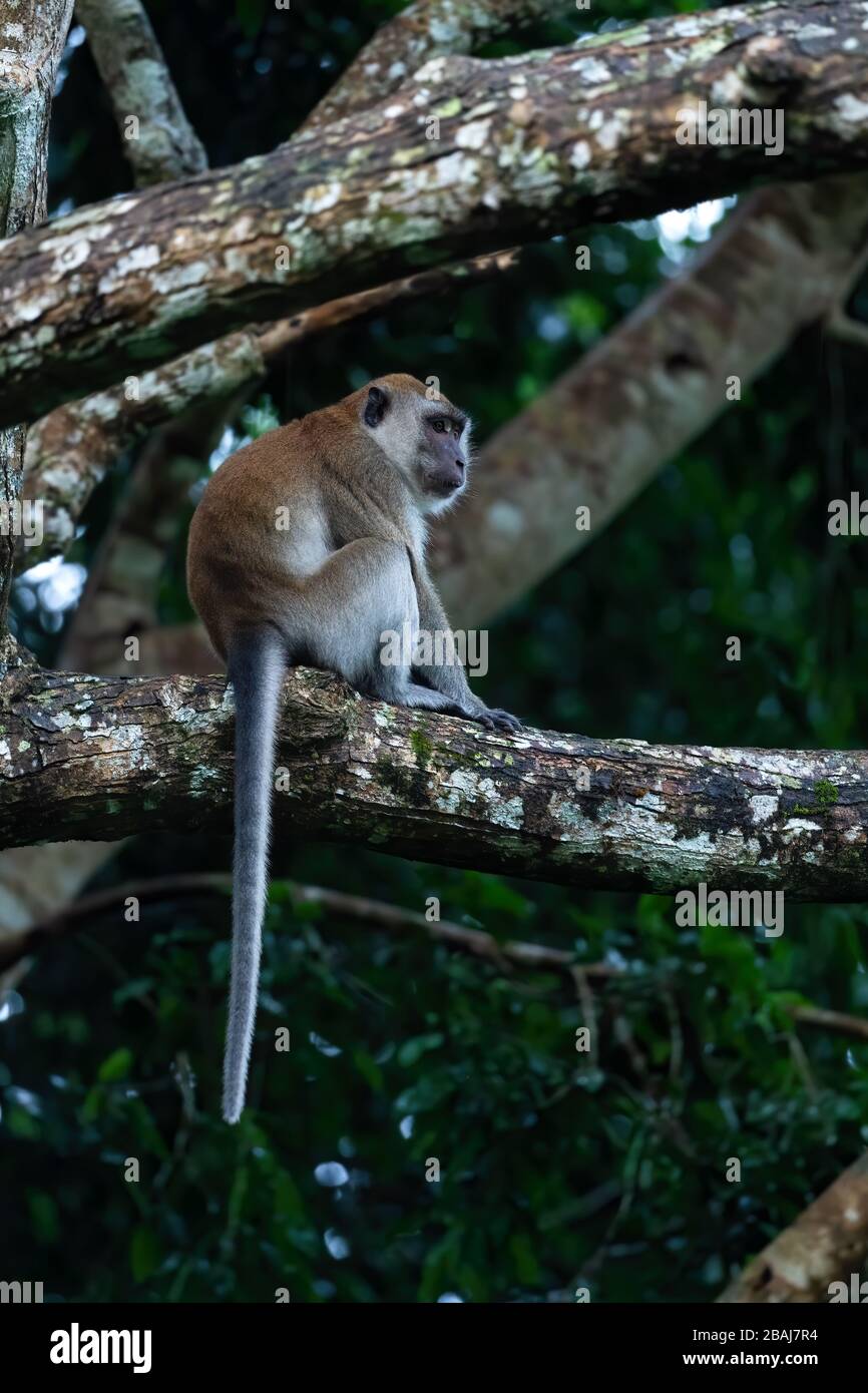 Long-tailed Macaque - Macaca fascicularis, common monkey from Southeast ...