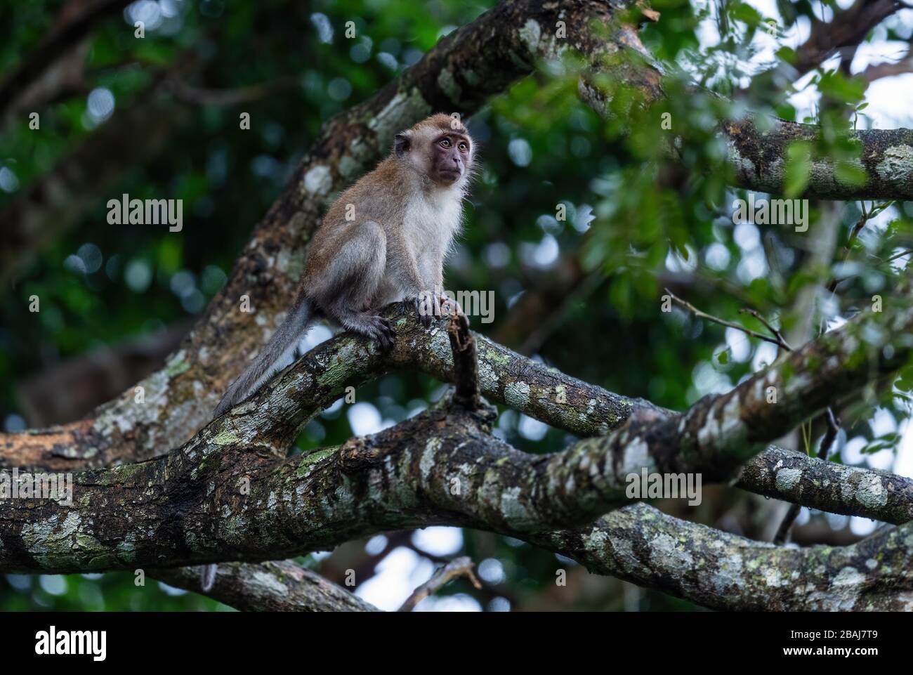 Long-tailed Macaque - Macaca fascicularis, common monkey from Southeast ...
