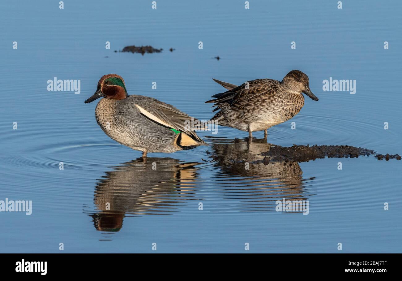 Female teal duck anas hi-res stock photography and images - Alamy