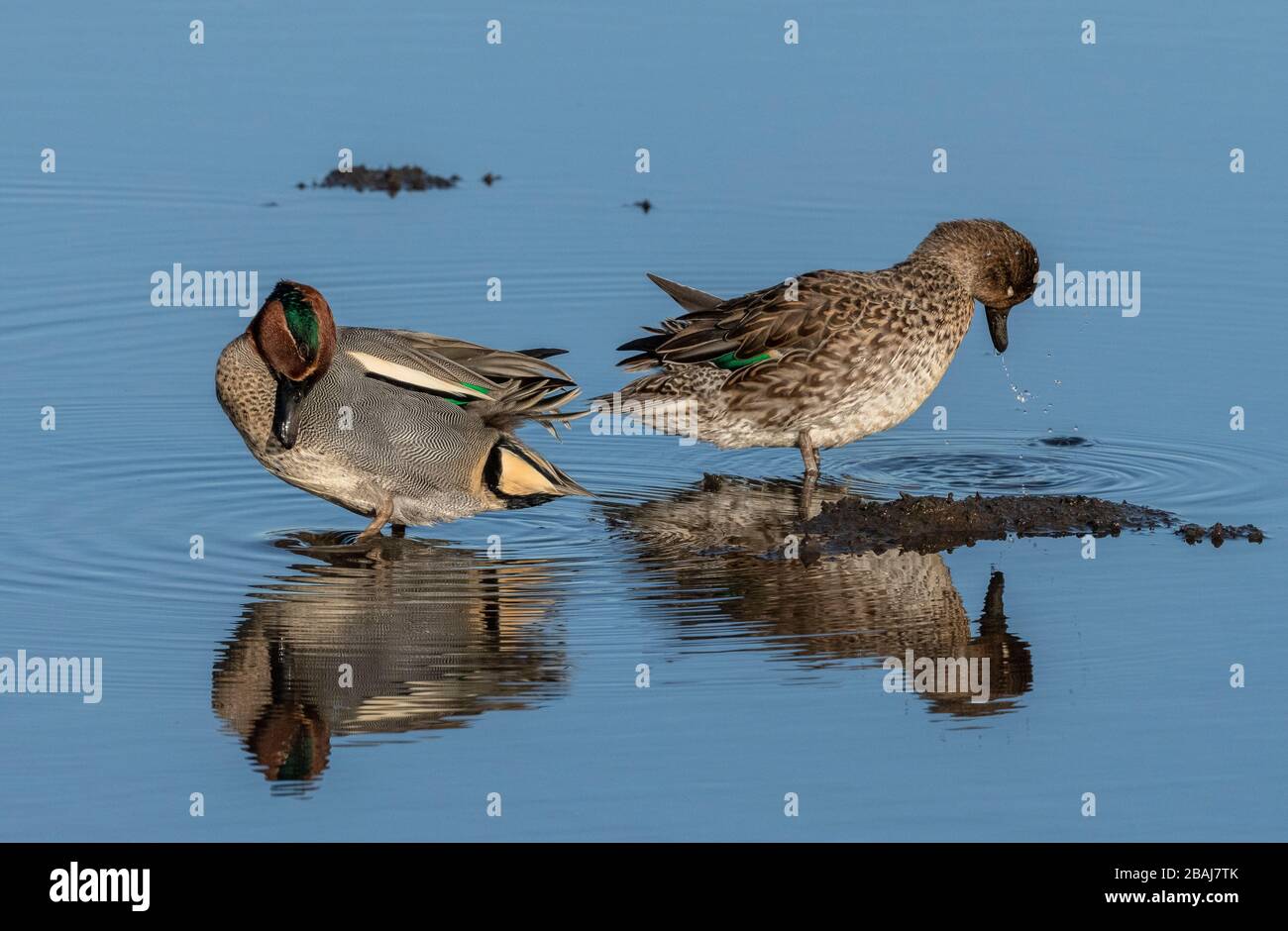 Loafing bird hi-res stock photography and images - Alamy
