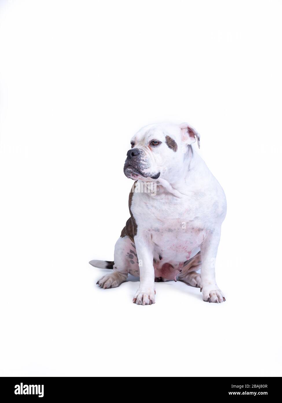 Portret of a large and beautiful old English bulldog breed dog looking ...