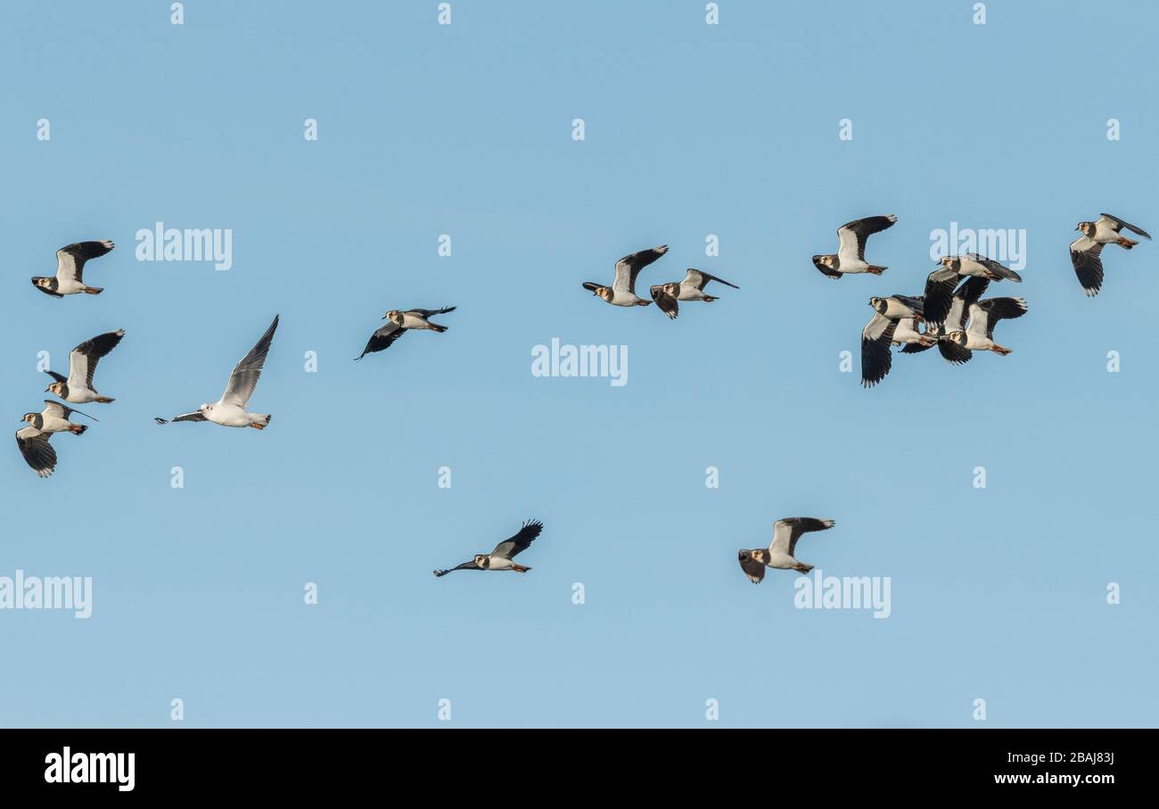 Black headed lapwing hi-res stock photography and images - Alamy