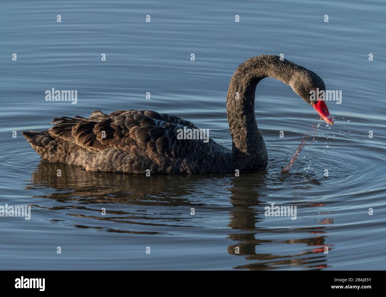 Black swan lagoon hi-res stock photography and images - Alamy