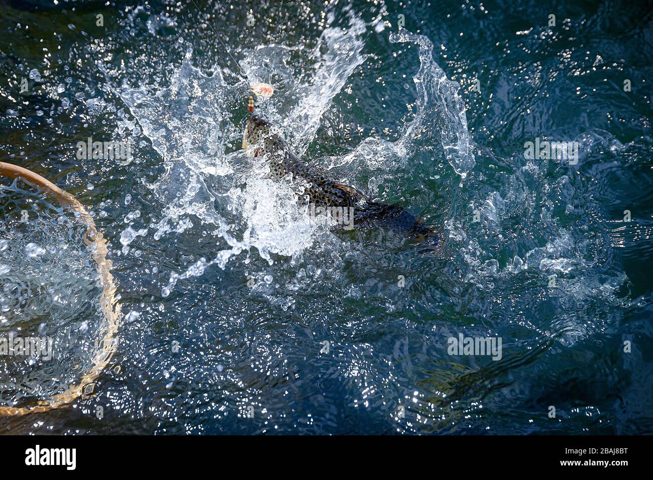 Male brook trout in a landing net Stock Photo - Alamy
