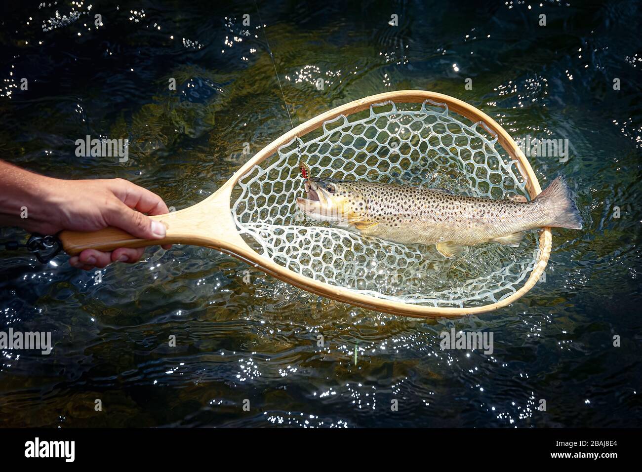 Male brook trout in landing hi-res stock photography and images - Alamy