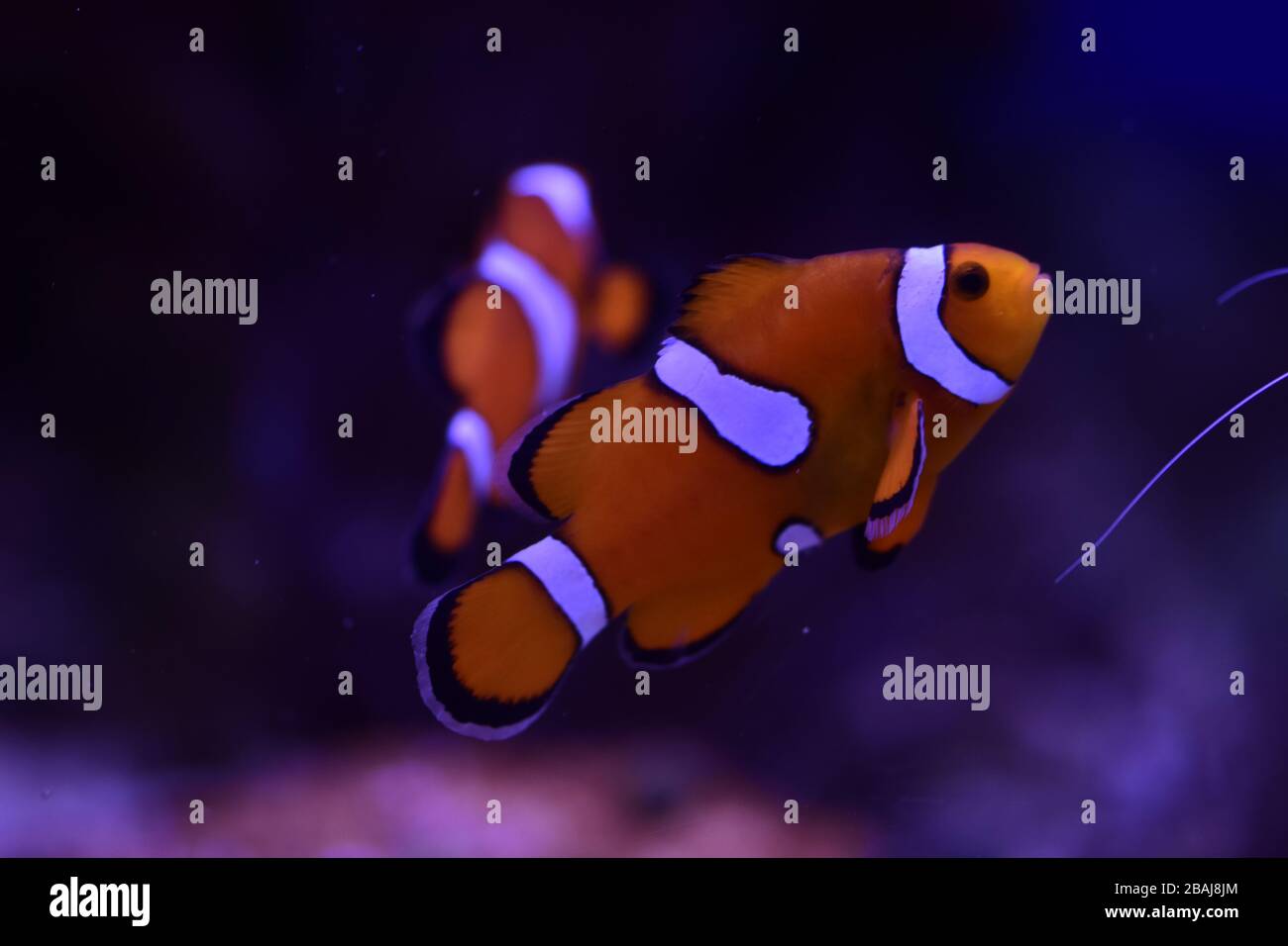 Ocellaris clownfish, Amphiprion ocellaris, also known as the false ...