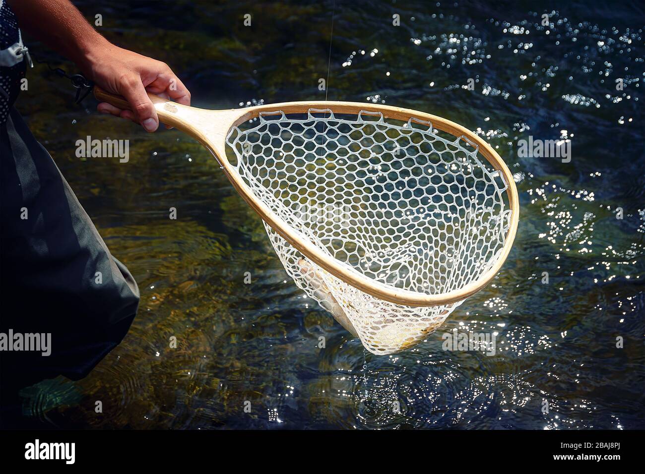 Male brook trout hi-res stock photography and images - Alamy