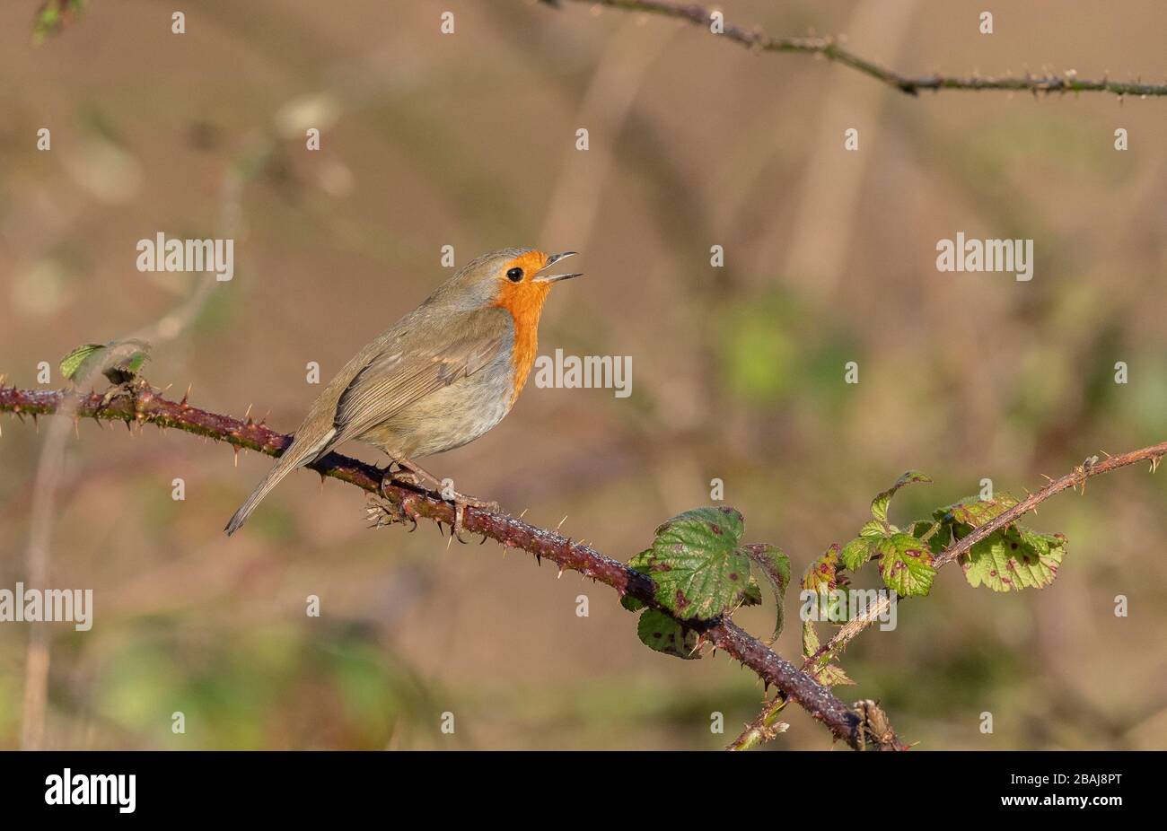 Bramble Bird High Resolution Stock Photography and Images - Alamy