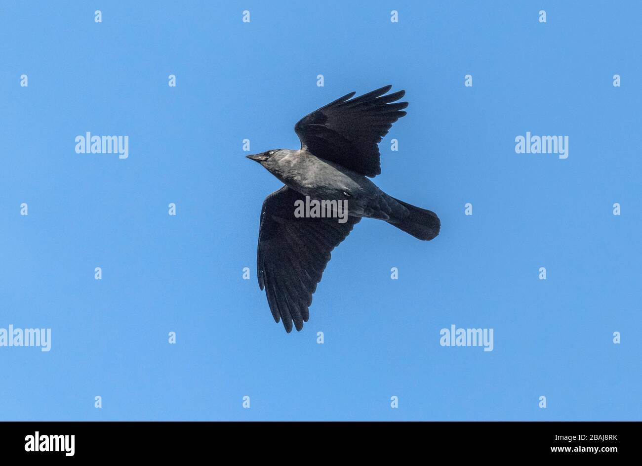 Jackdaw in flight hi-res stock photography and images - Alamy