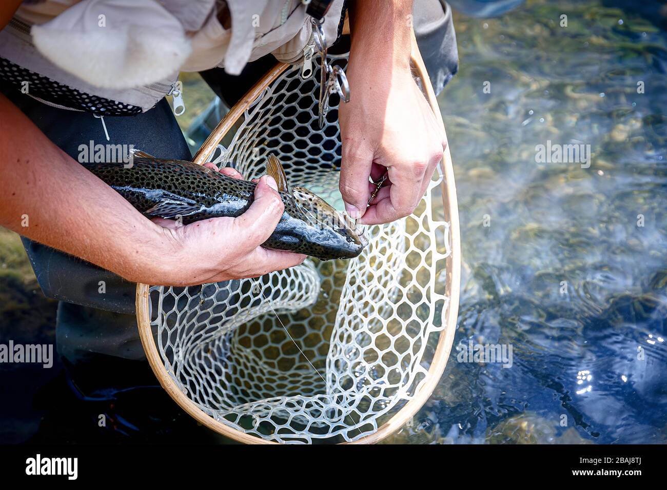 Male brook trout in a landing net Stock Photo - Alamy