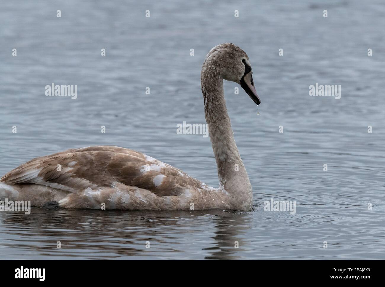 Immature swan hi-res stock photography and images - Alamy