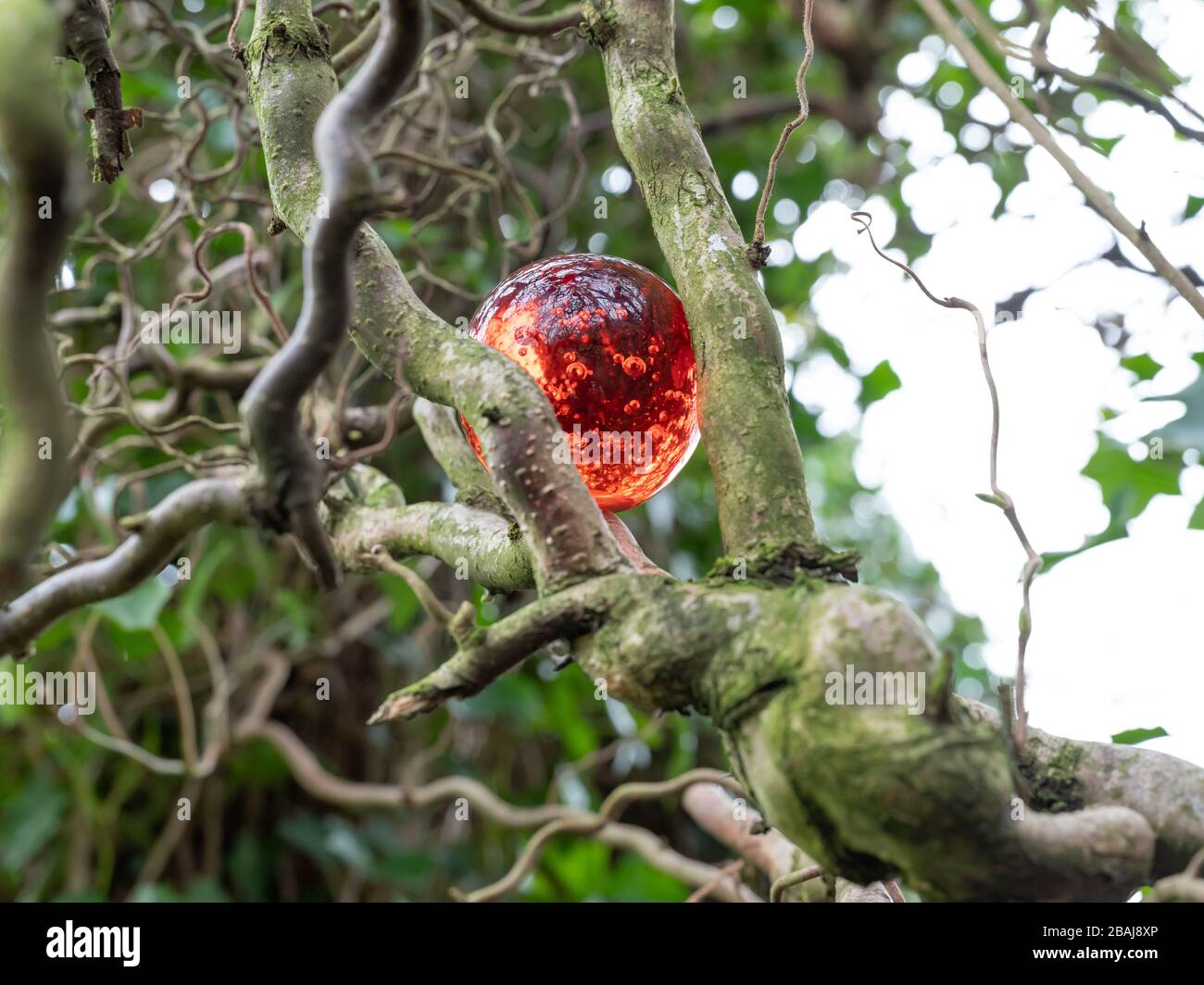 One red glass ball in a corkscrew hazel tree with squiggly branches in ...
