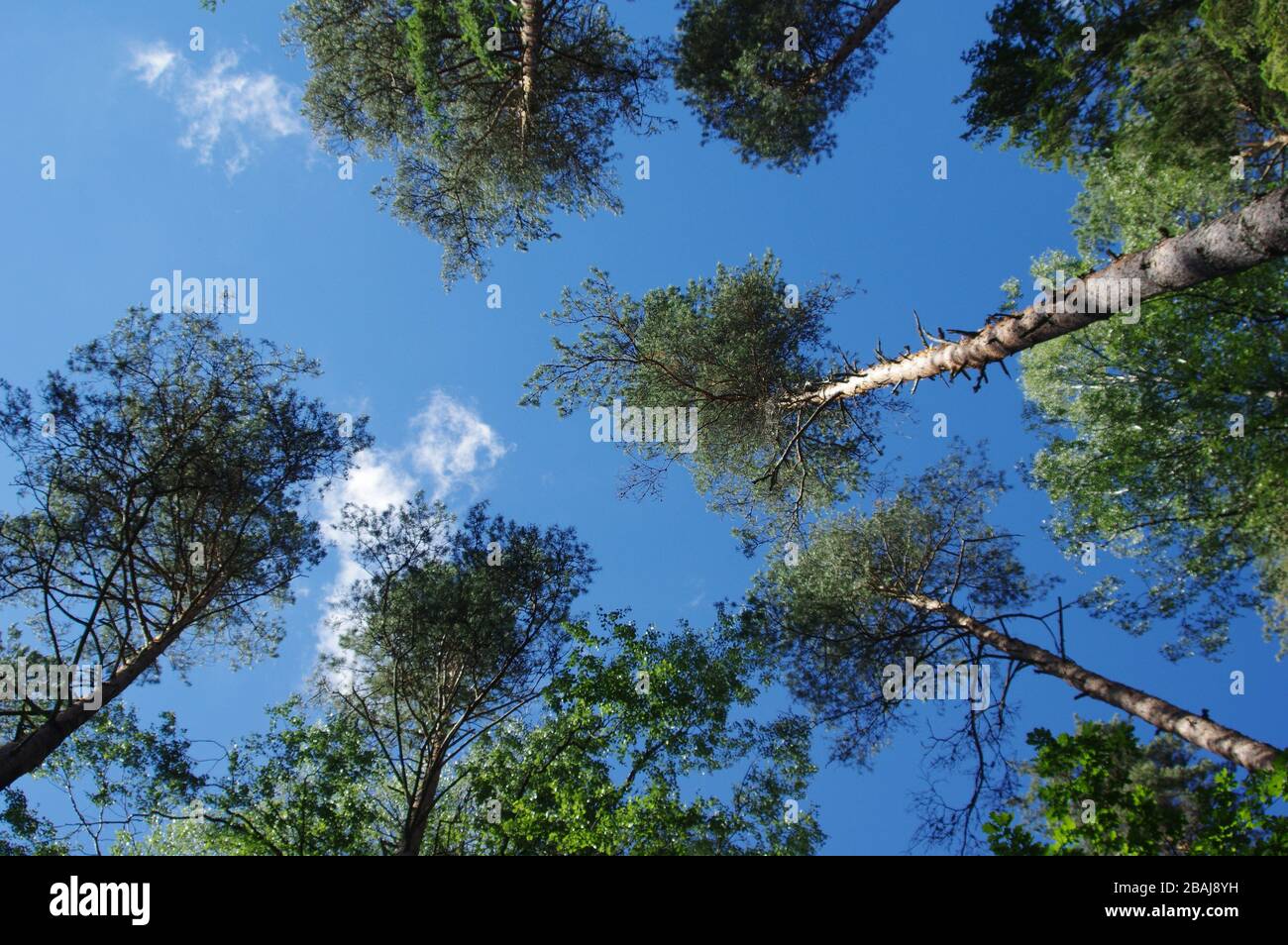 Beautiful summer forest with different trees Stock Photo - Alamy